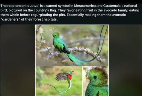 The Resplendent Quetzal Is A Sacred Symbol In Mesoamerica And Guatemala