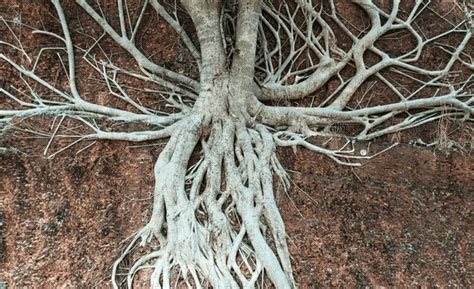 Banian Tree Soil Roots Royalty Free Images Stock Photos Pictures Shutterstock