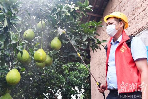 江永：扶贫队员帮扶 助农增产增收 资讯 新湖南