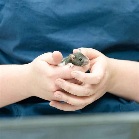 Veterinary Assistant Certificate Program