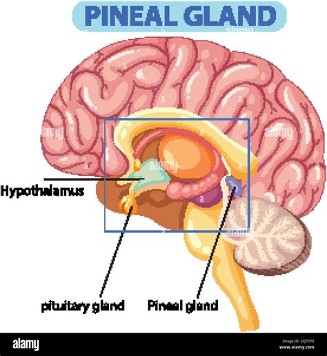 Detailed Illustration Of The Pineal Gland Anatomy Stock Vector Image And Art Alamy