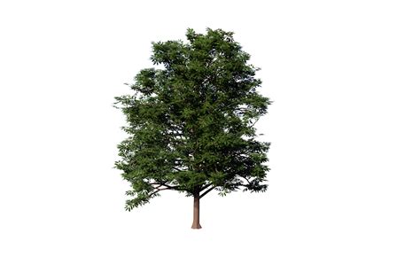 Tree Clear Transparent PNG Tree Clear Transparent PNG