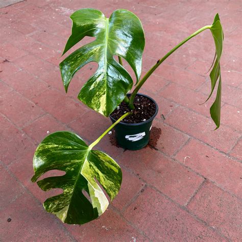 Monstera Deliciosa Aurea Variegata Jordans Jungle