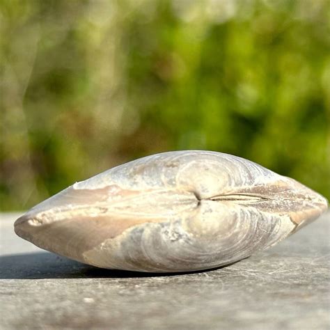 Fossil Bivalve Shell Pliocene Indonesia Fse269 100 Genuine Uk Etsy