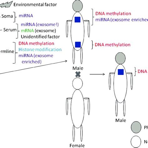 Existential Evidence Of Transgenerational Inheritance Cumulative