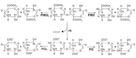 Different Pectinolytic Enzymes And Their Mode Of Action Download