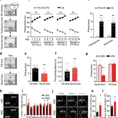 High Reward Generalization For Ambiguous Cues Is Associated With Robust Download Scientific