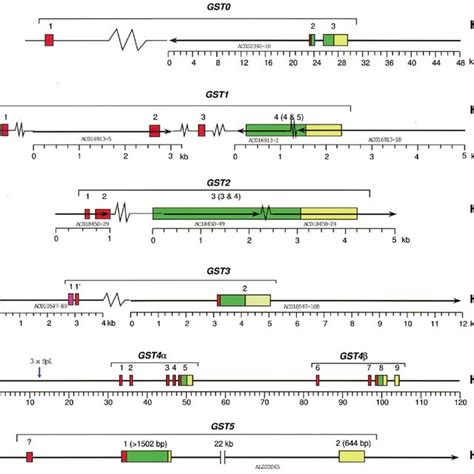 Nucleotide And Deduced Amino Acid Sequence Of Mouse Gst1 Cdna Genbank Download Scientific