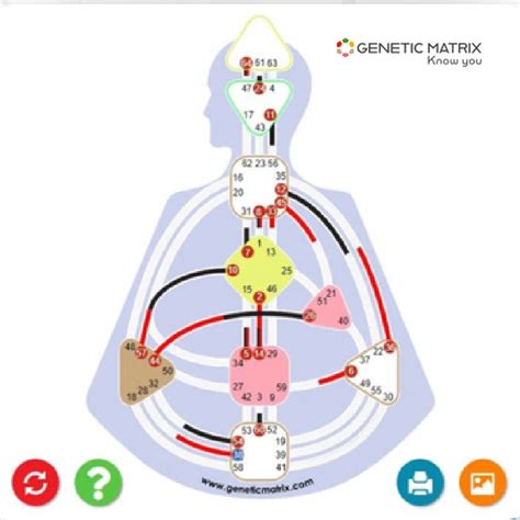 Genetic Matrix And Matrix Charts In Human Design