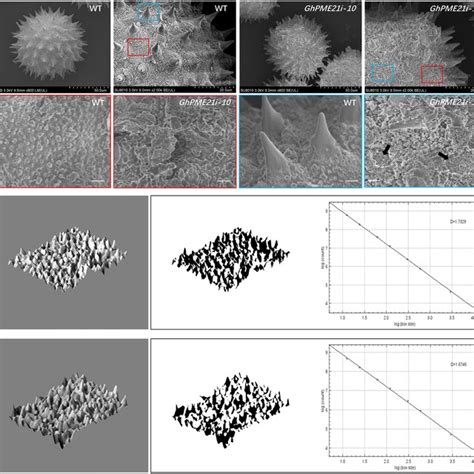 Observation And Analysis Of Ultrastructure Of Mature Pollen A The Download Scientific Diagram