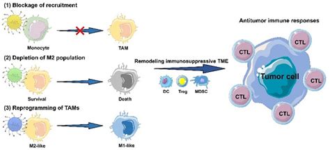 Development Of Functional Nanomedicines For Tumor Associated