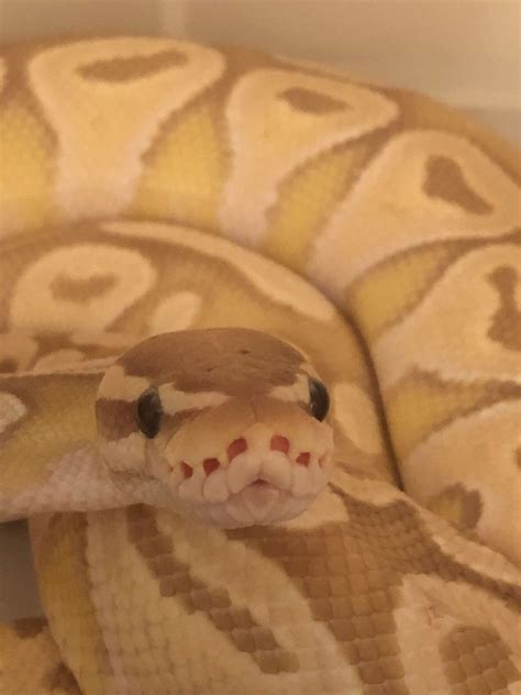 Banana Mojave Royal Ball Python Pet Snake Pretty Snakes Cute Reptiles