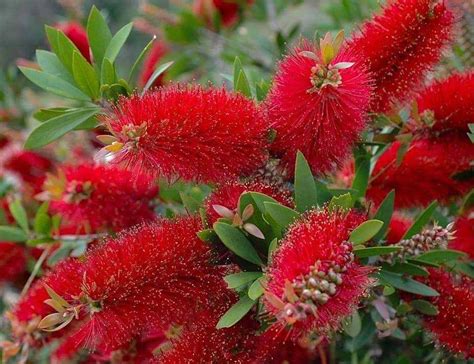 ქეთის ყვავილები ქეთის ყვავილები Added A New Photo