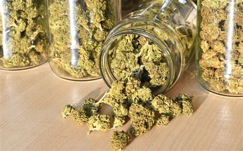 Tipos De Marihuana Florprohibida