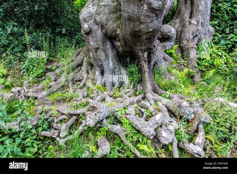 Root Structure Of A Tree Stock Photo Alamy