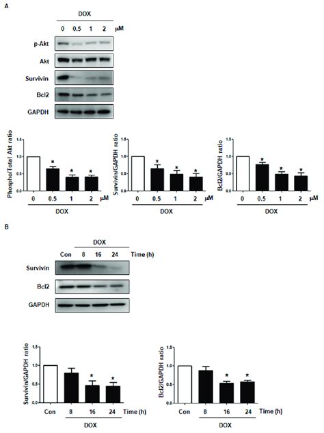 Figure A2 Dox Treatment Induces Cellular Apoptosis In A Download Scientific Diagram