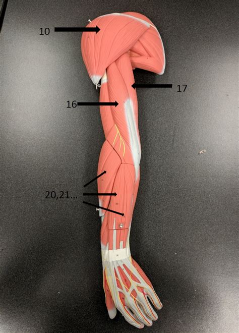 Arm Part 1 Diagram Quizlet