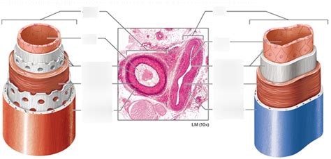 Artery And Vein Cross Section Diagram Quizlet