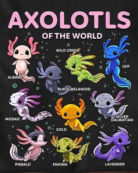 Cute Axolotl Drawings Kawaii