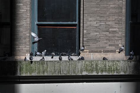 Dsc 7367  Tim Perdue Flickr