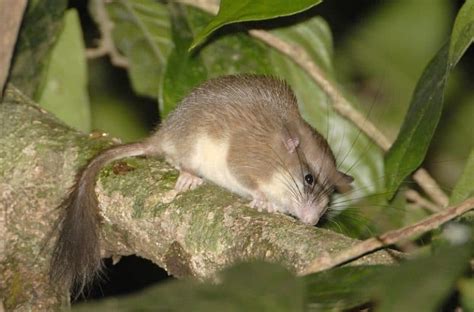 Dormouse Facts