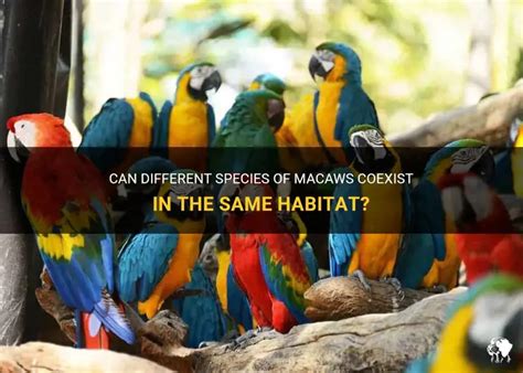 Can Different Species Of Macaws Coexist In The Same Habitat Petshun