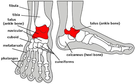Bones Of The Ankle Tibia Talus And Fibula