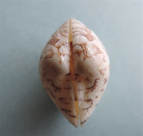 ̷̰̰ ̷̰̰ ̷̰̰ ̷̰̰ ̷̰̰ ̷̰̰ ̷̰̰°̷̰̰ ̷̰̰ ̷̰̰ Lioconcha Hieroglyphica