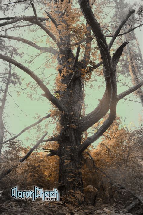 Bigtree Aaron Cheek Graphic Artologist