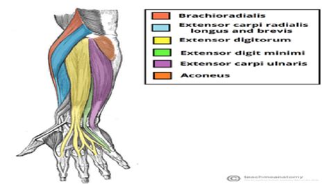 Posterior Forearm Flashcards Quizlet