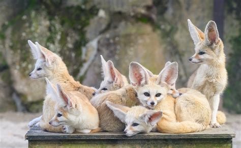 Фенек Лиса лис лисы лиска лиса живность фэндомы картинки гифки прикольные