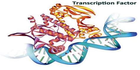 Transcription Factor Assignment Point