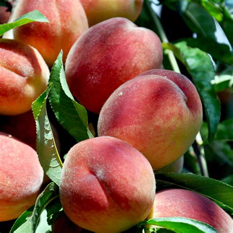 50 Types Of Peaches 🍑 A To Z Photos Butter N Thyme
