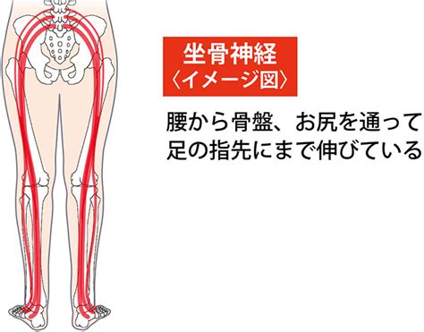 坐骨神経痛 越谷市すばるはりきゅうマッサージ整骨院