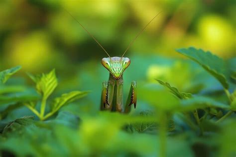 28 000 Praying Mantis Habitat Pictures