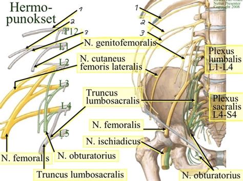 Plexus Lumbalis Plexus Sacralis Flashcards Quizlet