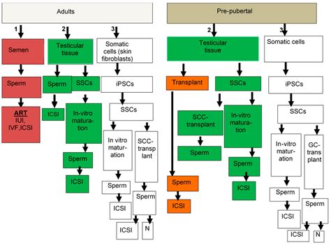 Flowchart On Sperm Production And Development