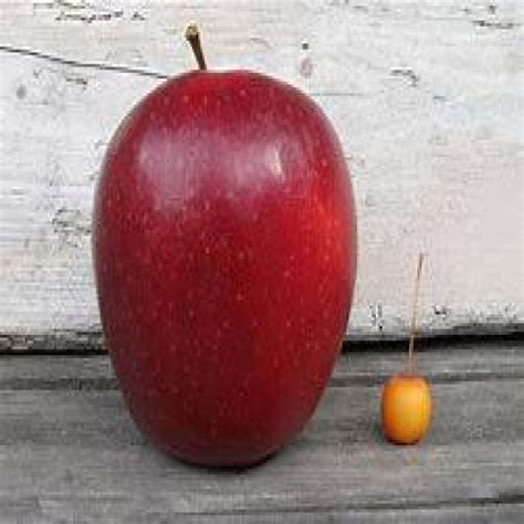 Miniappleproject Object Detection Model By Dataset