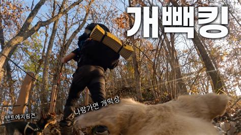 ㅣ강원도ㅣ백패킹ㅣ인적이 없는 산으로 반려견과 함께 백패킹 즐기기 Youtube
