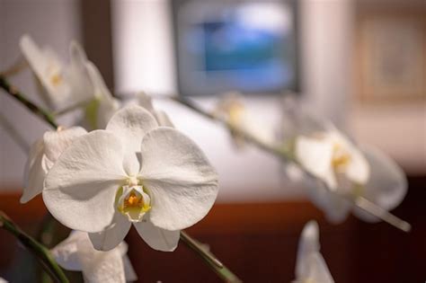 Premium Photo Phalaenopsis Orchid