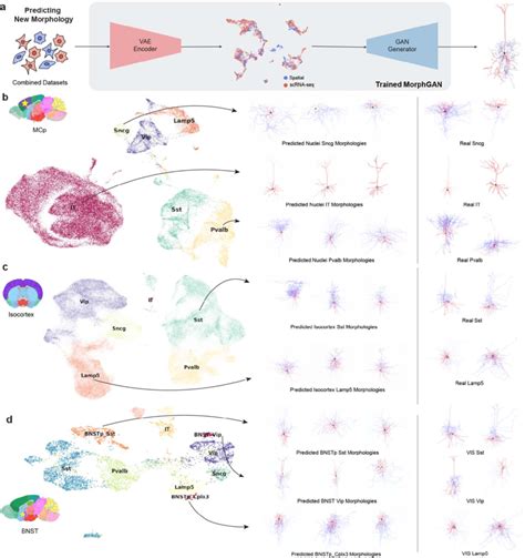 Morphnet Predicts Morphologies For Scrna Seq Datasets A Schematic Of Download Scientific