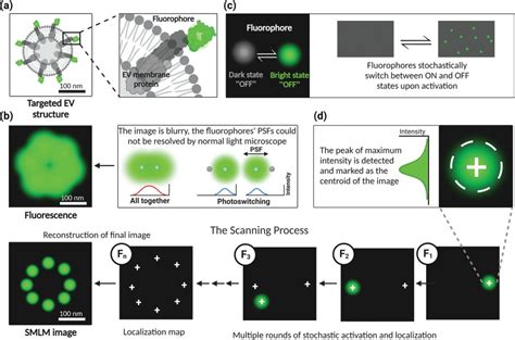Single Molecule Localization Microscopy For Investigating Small Extracellular Vesicles