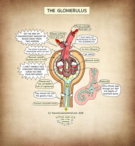 The Glomerulus The Comical Anatomist