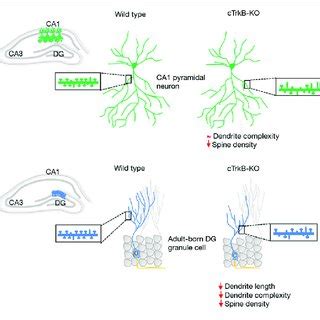 Schematic Representation Of The Dendrite Morphology And Dendritic