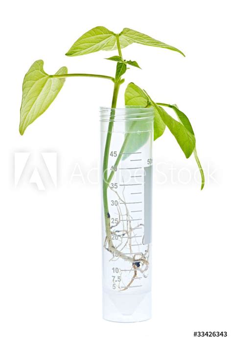 The Science Of Natural And Synthetic Pgrs Plant Growth Regulators An