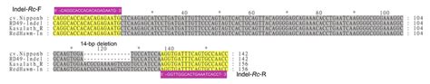 Clustalx Alignment Comparison Of Rc Gene Sequence Of Nipponbare