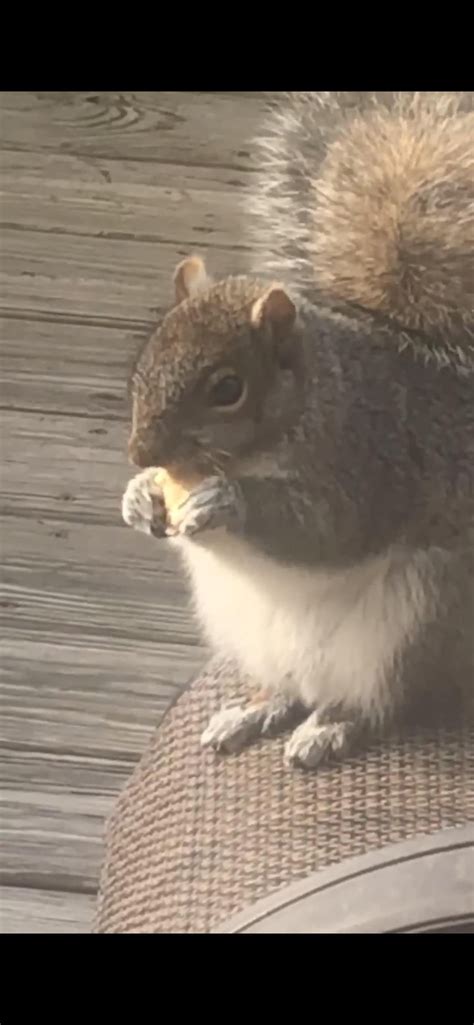 I Have An Infestation Of Fat Squirrels I Dont Know How Much Of This I