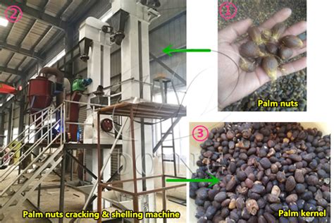 What Machines Are Used In Palm Kernel Oil Extraction Processpalm Oil