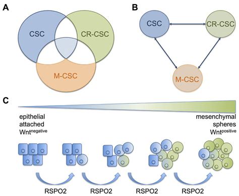Relation Of Different CSCs And The Influence Of Contextual Cues Of The Download Scientific