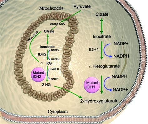 2 Hydroxyglutarate As A Magnetic Resonance Biomarker For Glioma
